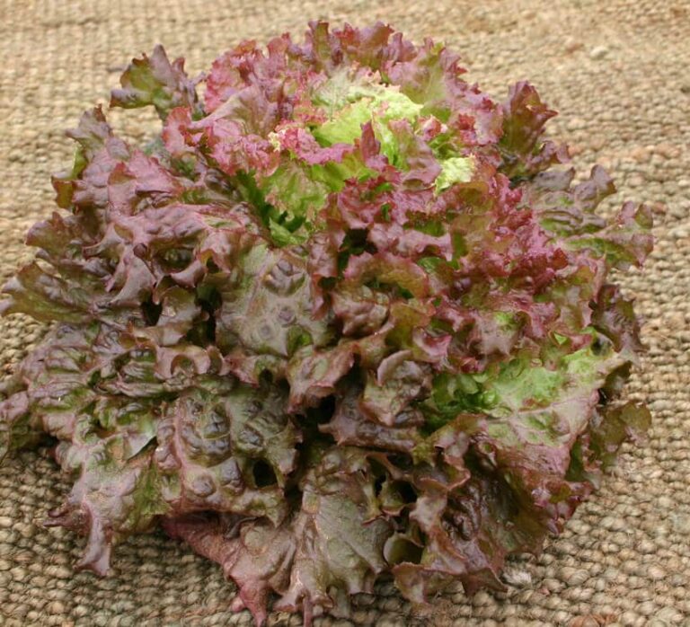 New Red Fire (Not Treated Seed Organic Pel) | Seedway