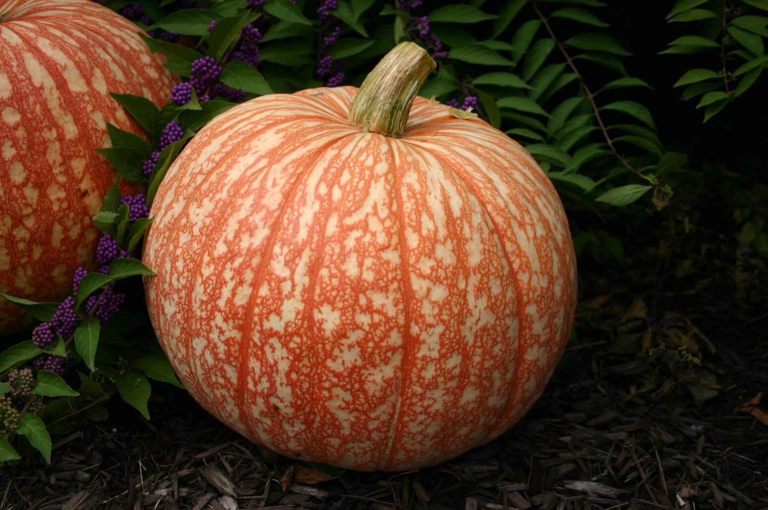 One Too Many Pumpkin (Farmore) | Seedway