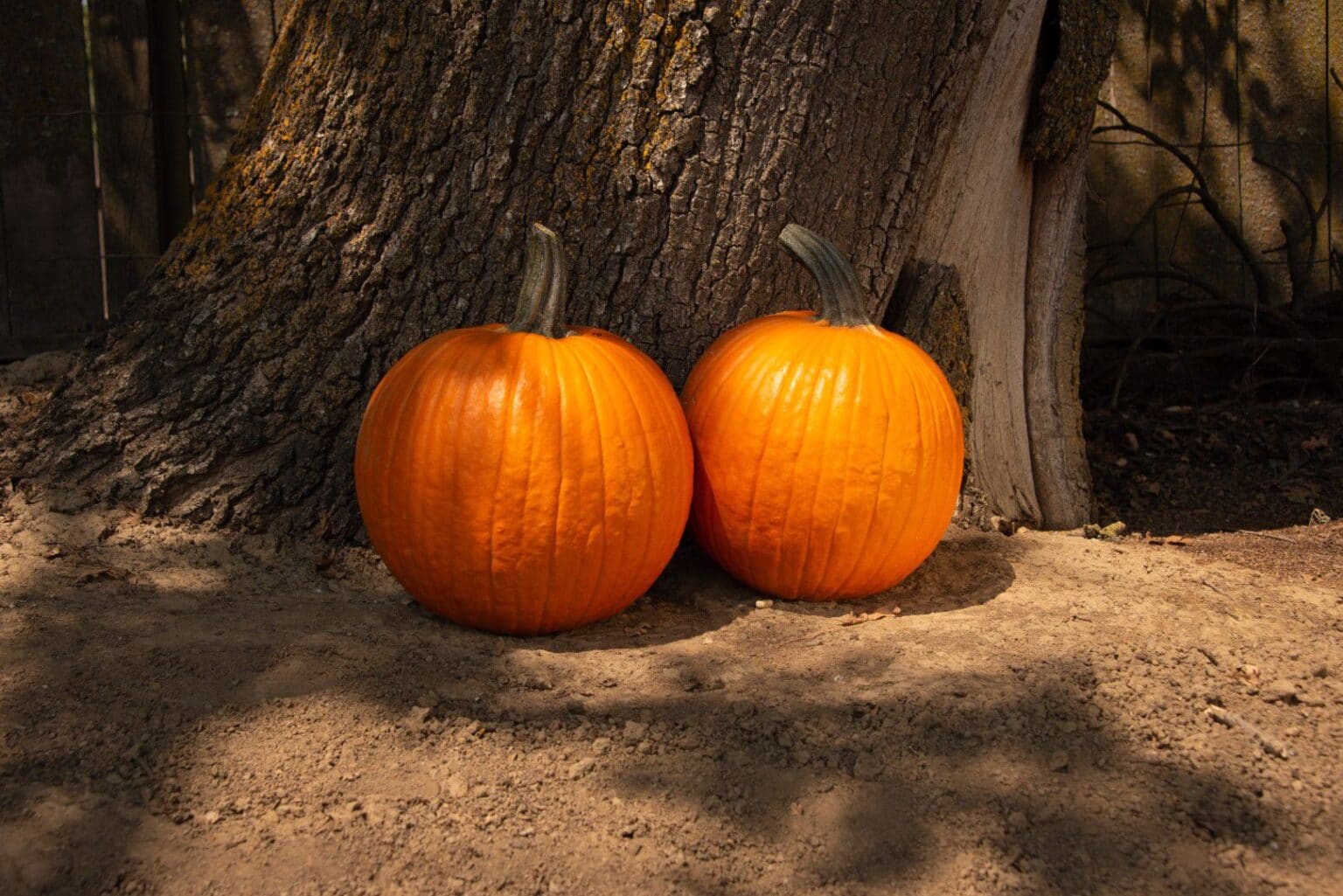 Orange Sunrise Pumpkin (Treated Seed) | Seedway
