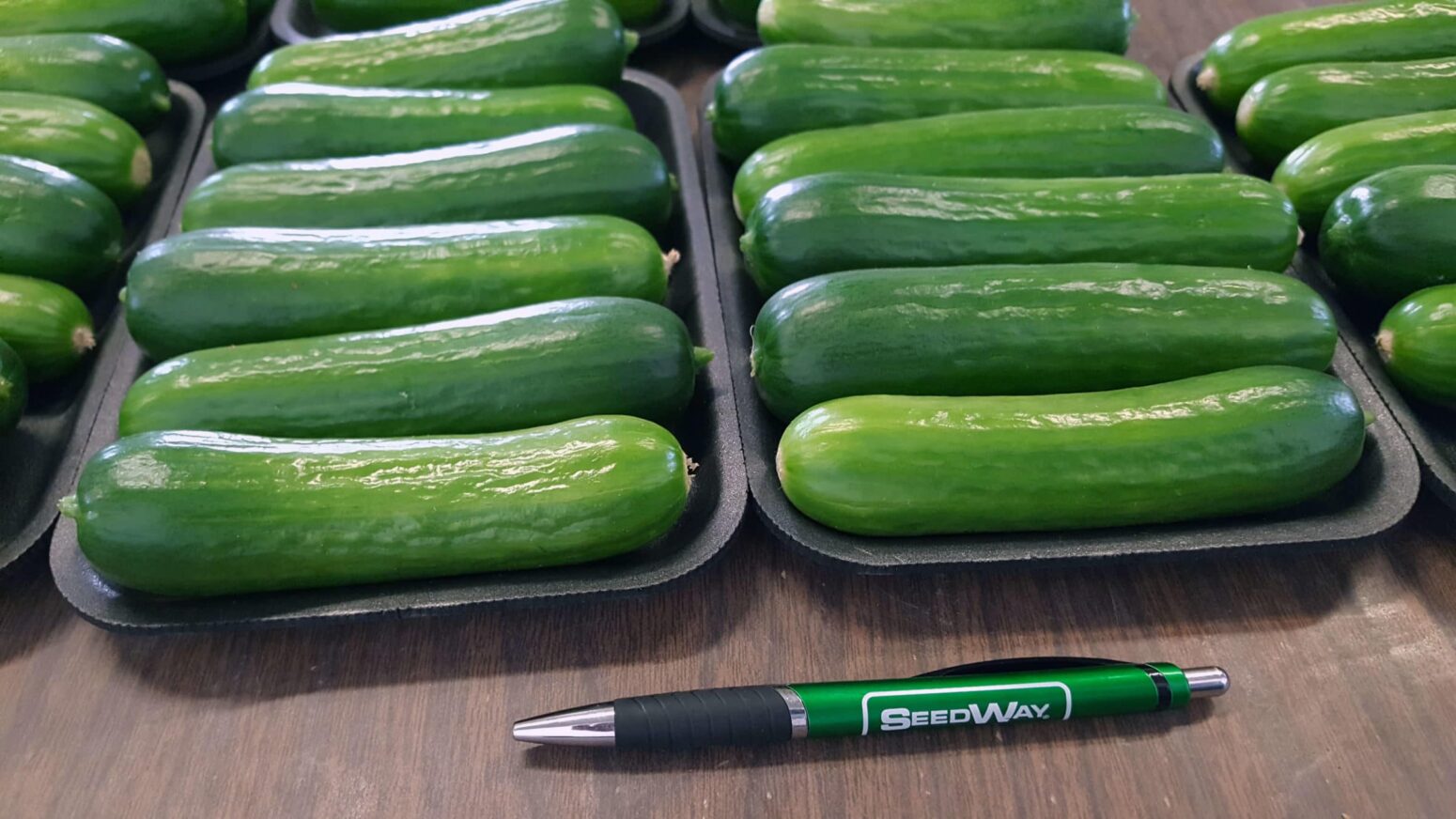 Picolino Cucumber (Organic) | Seedway