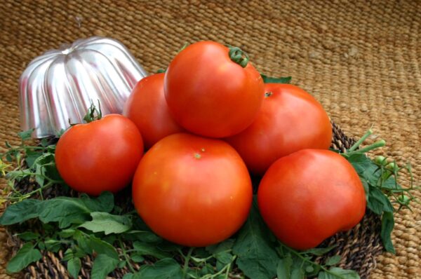 Primo Red Tomato (Treated Seed) | Seedway