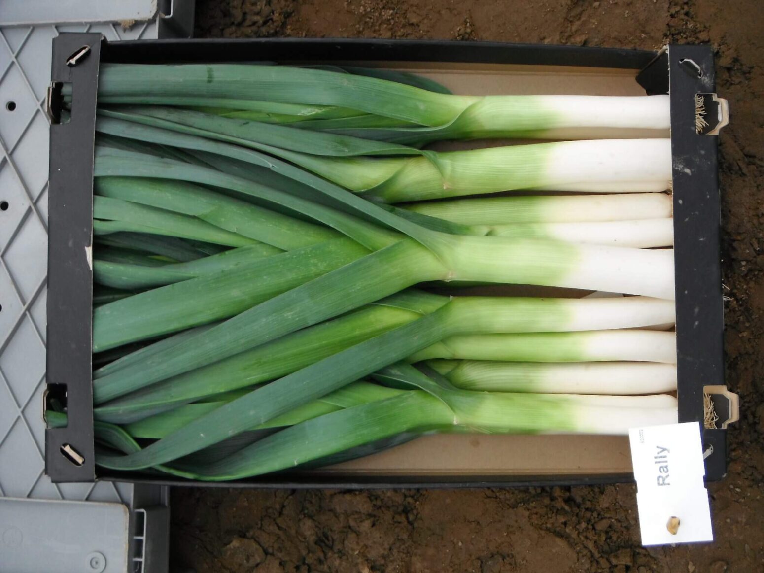 Rally Leek (Primed & Pelleted) | Seedway