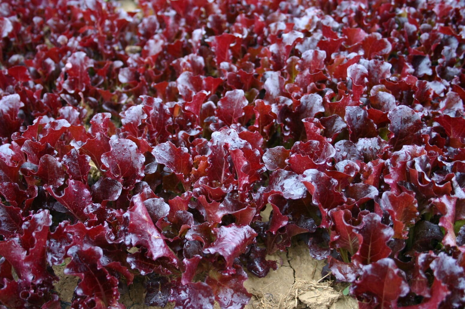 Red Hot Lettuce (Not Treated) | Seedway