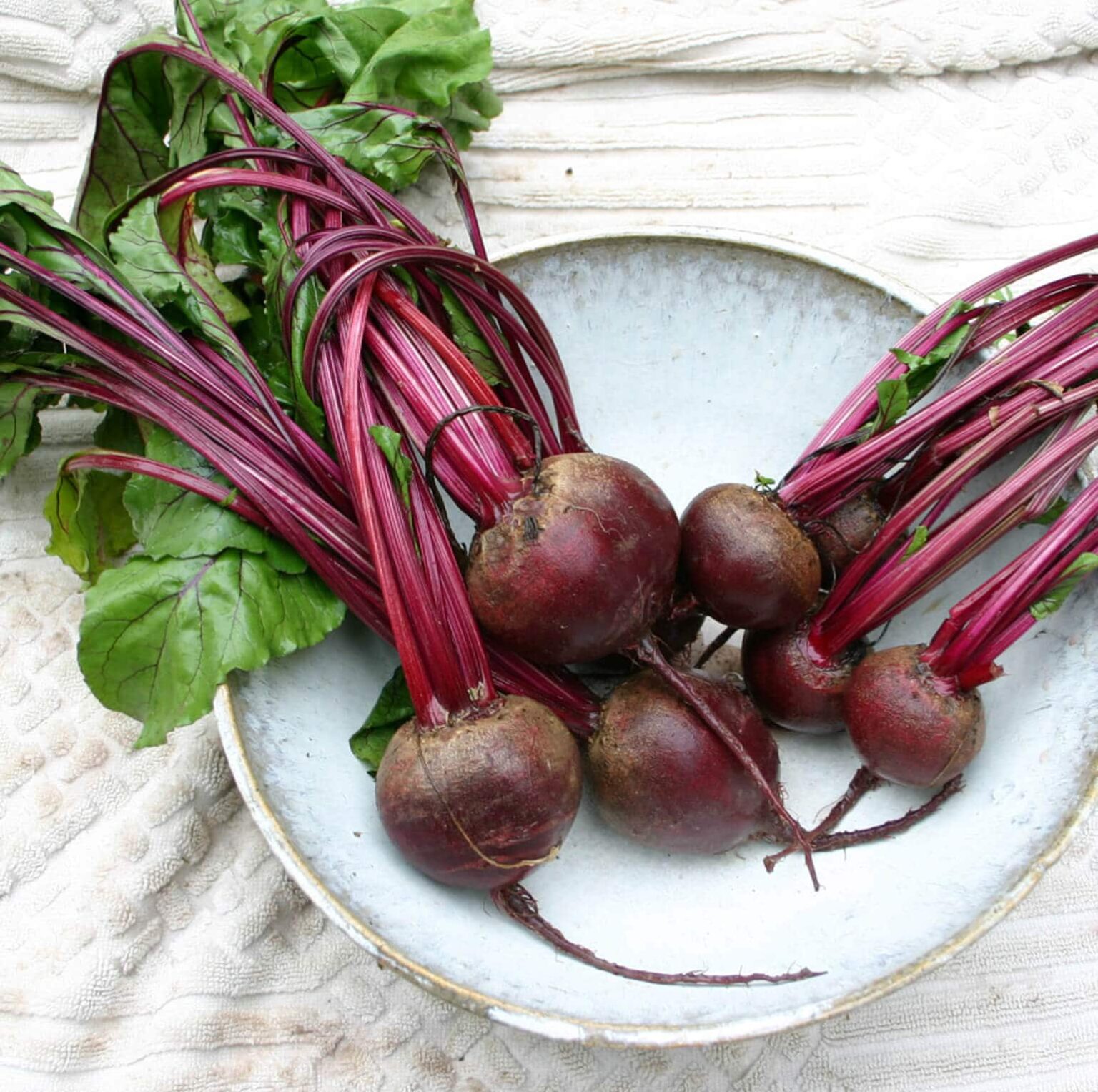 Red Cloud Beet (Treated Seed) | Seedway