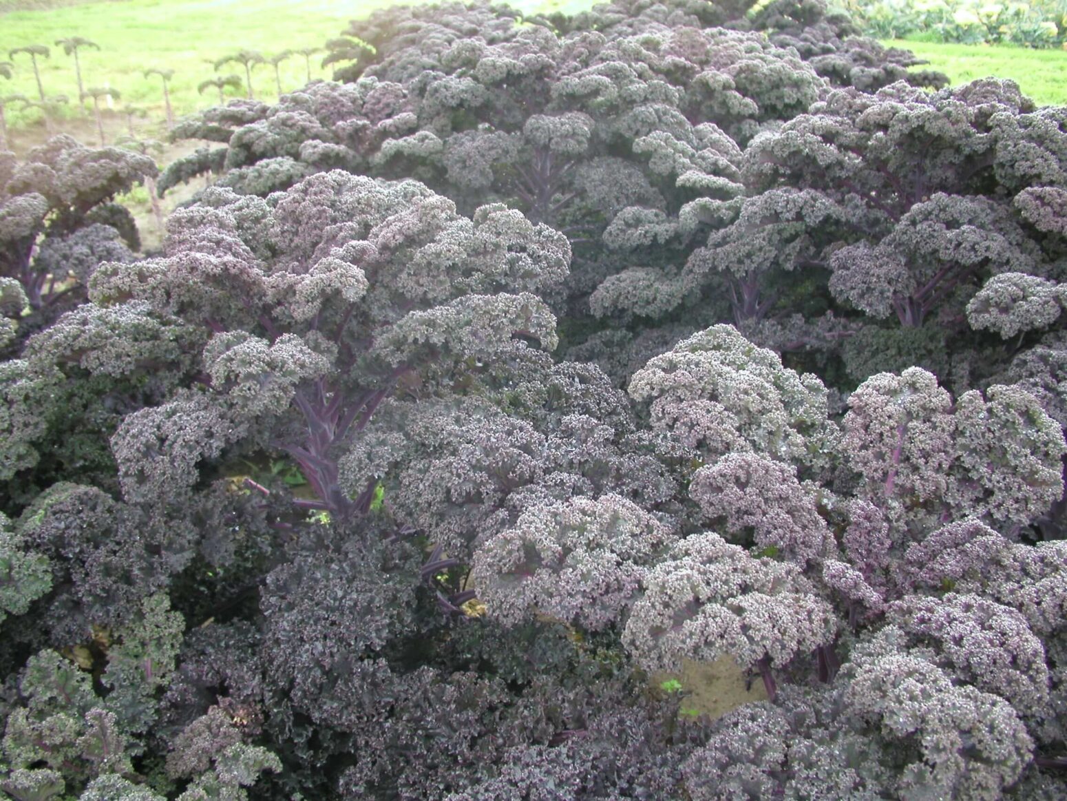 Redbor Kale (Treated Seed) | Seedway