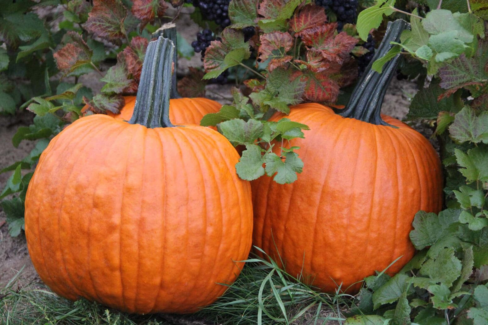 Rhea Pumpkin (Farmore) | Seedway