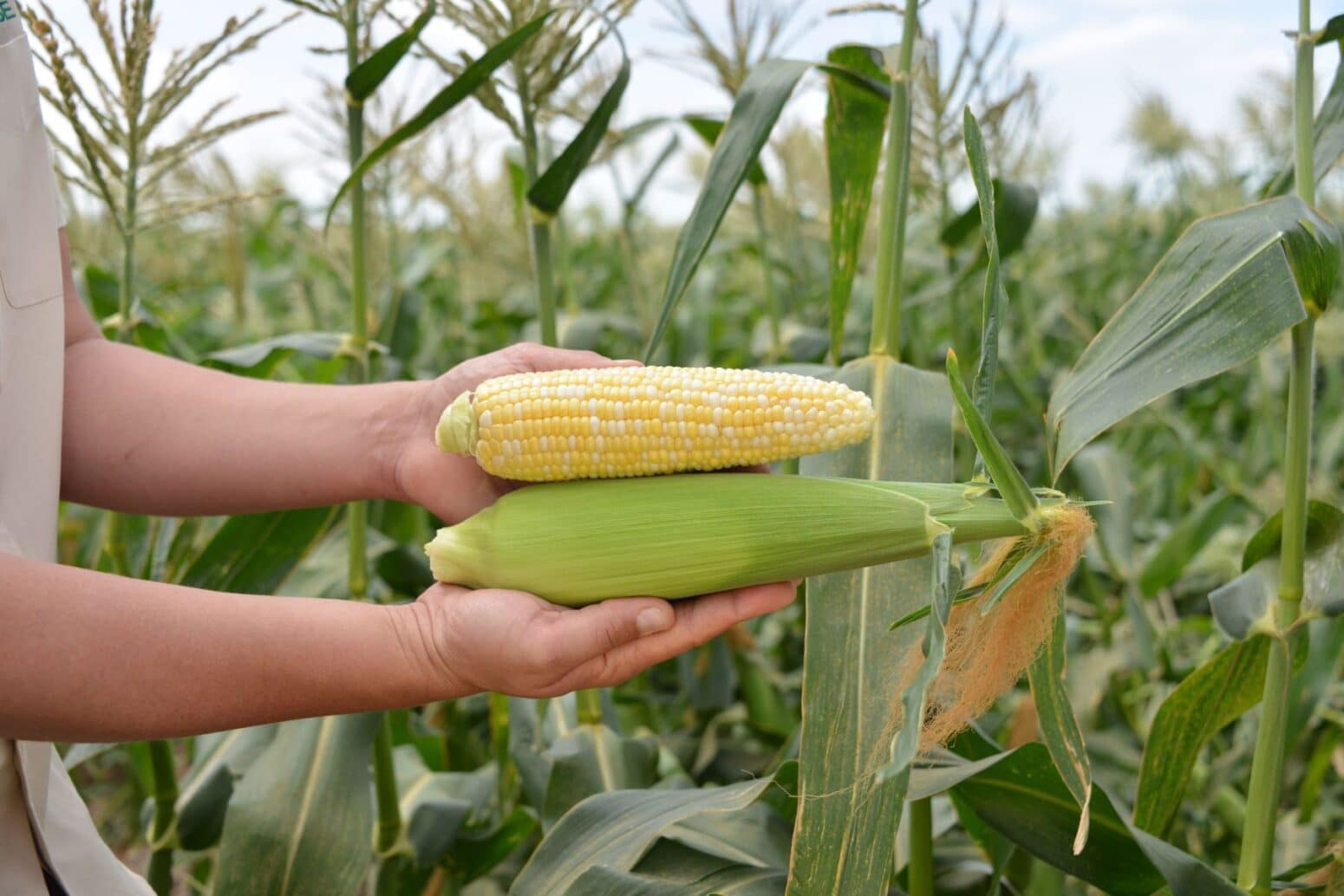 Rosie Sweet Corn (Cruiser Treated) | Seedway