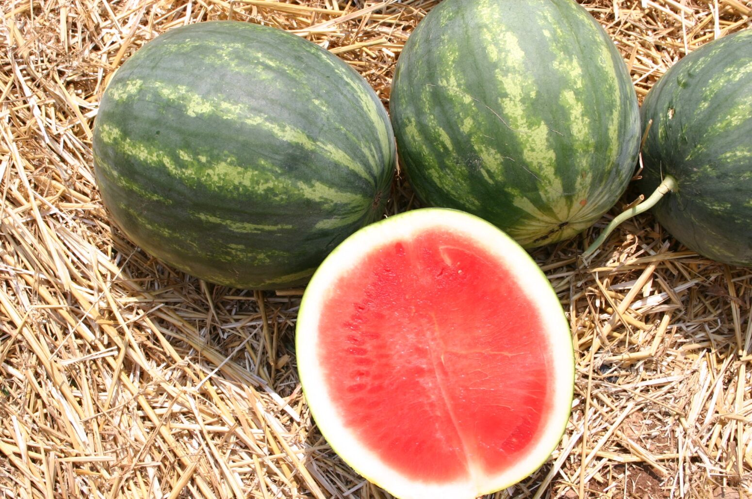 Ruby Watermelon (Treated Seed) | Seedway