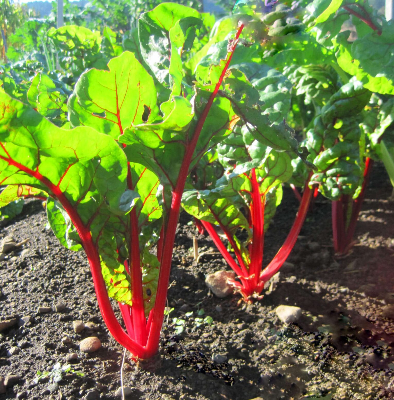 Chard Ruby Red/Rhubarb (Organic) | Seedway