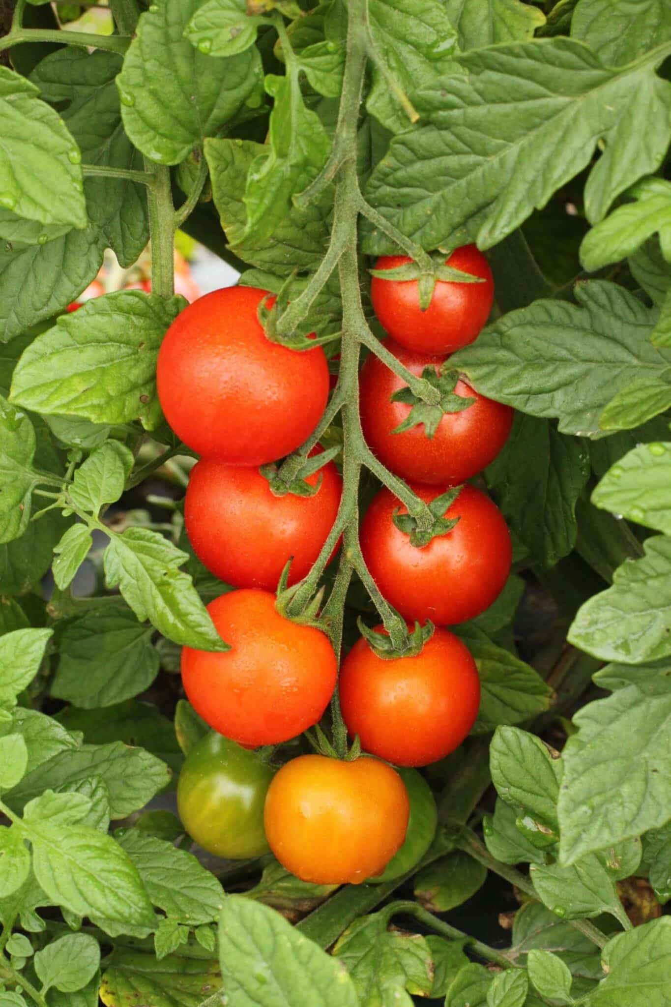 Sakura Tomato (Organic) | Seedway