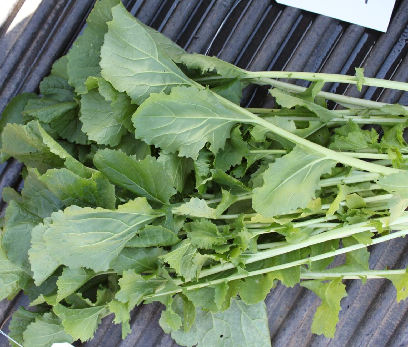 Seven Top Turnip (Not Treated) | Seedway