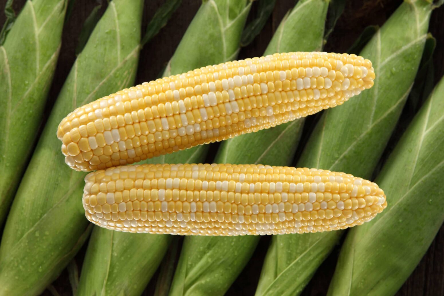 SV9010SA Sweet Corn (Performance Series) (Cruiser Treated) | Seedway