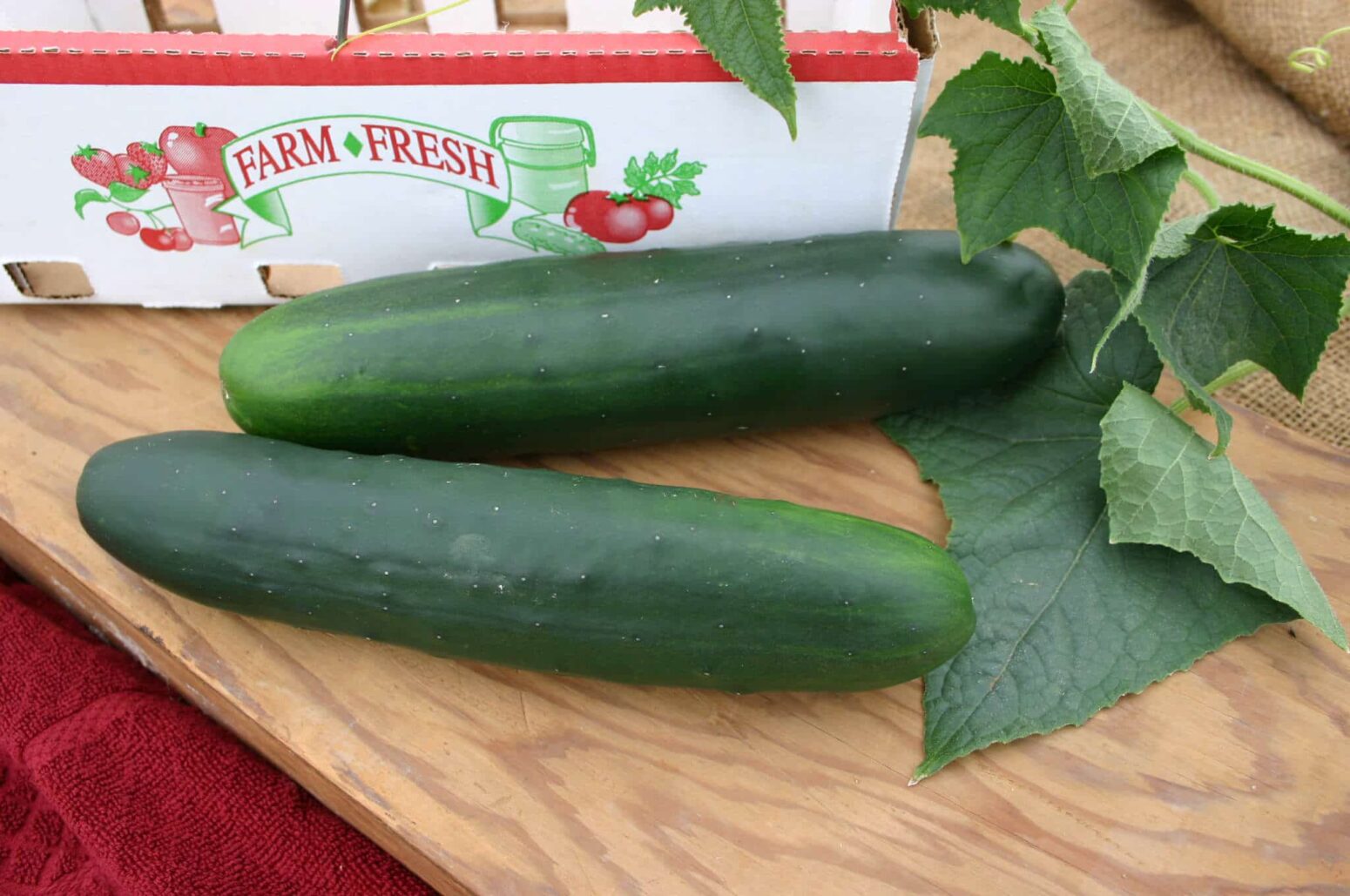 Senor Cucumber (Farmore Treated) | Seedway