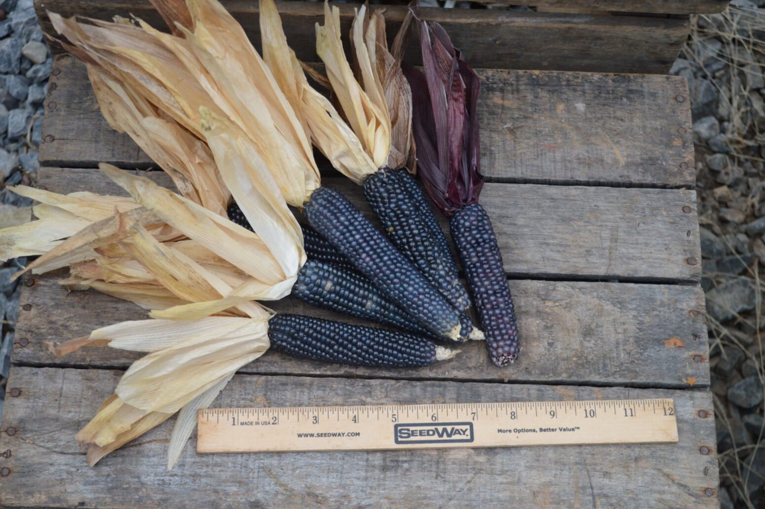 Shades of Blue Ornamental Corn (Not Treated) | Seedway