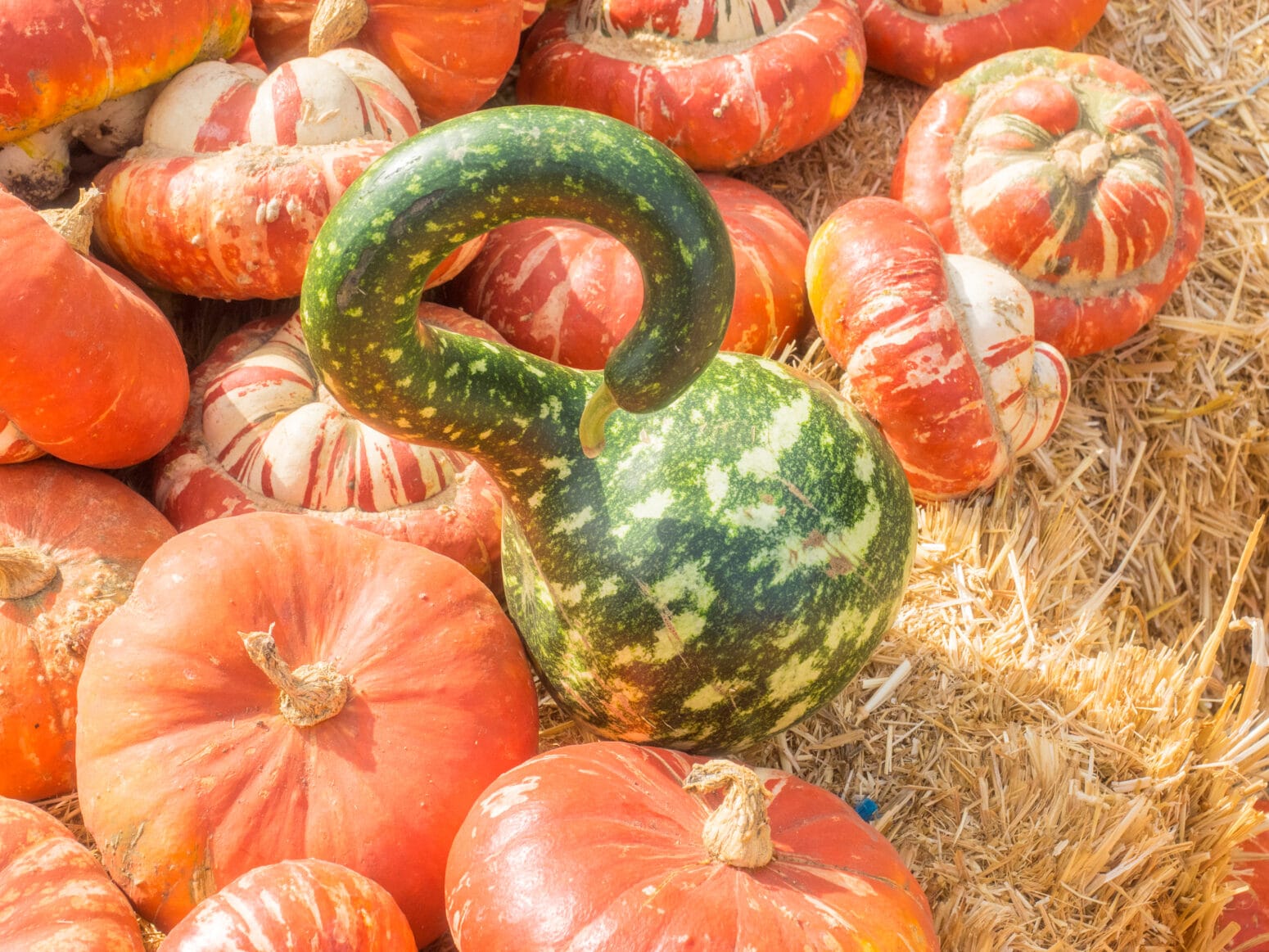 Speckled Swan Gourd (Treated Seed) | Seedway