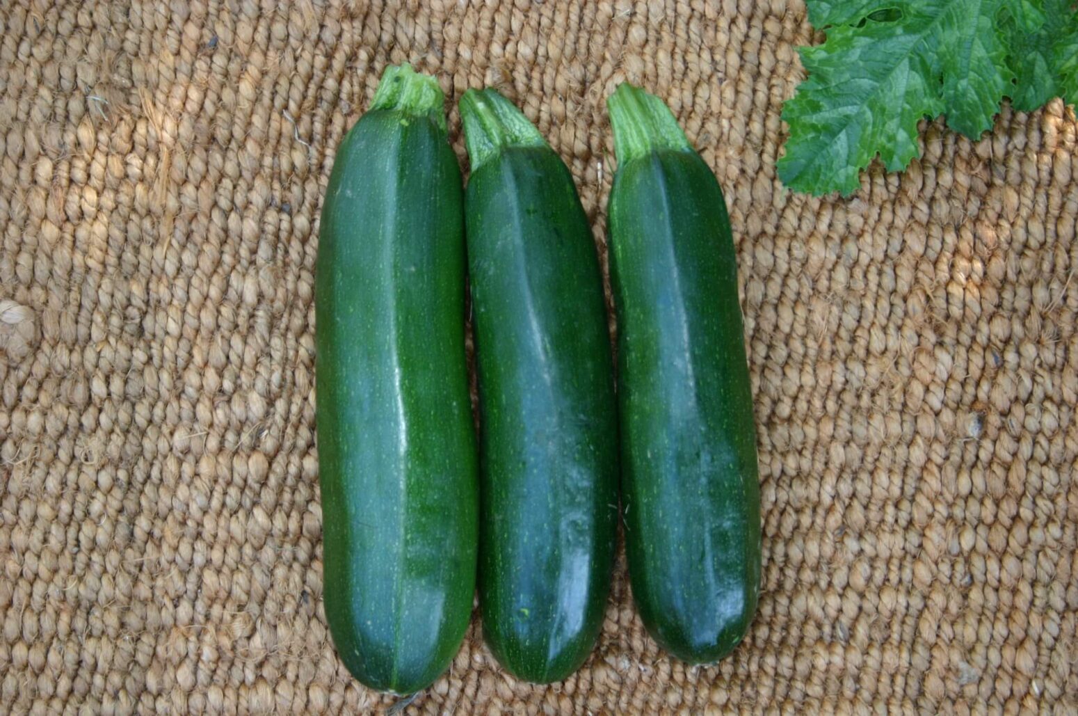Spineless Beauty Zucchini (Farmore) | Seedway