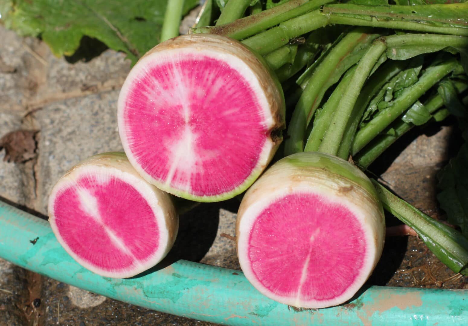 Starburst Watermelon Radish (Treated Seed) | Seedway