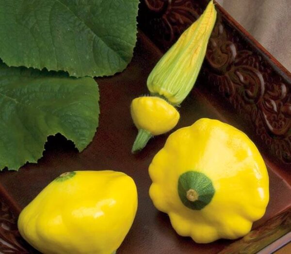 Sunburst Squash (Farmore) | Seedway