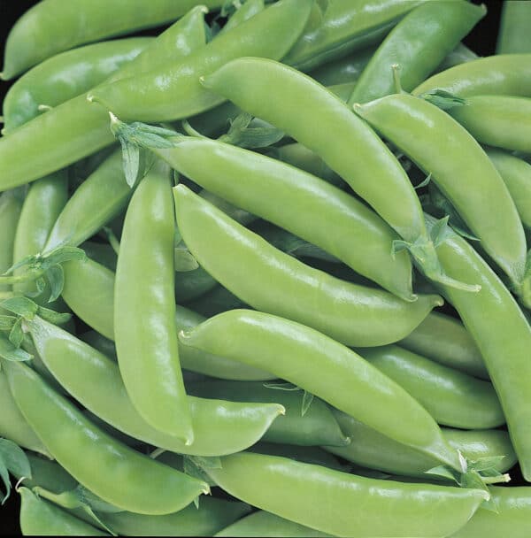 Super Sugar Snap Peas (Not Treated) | Seedway