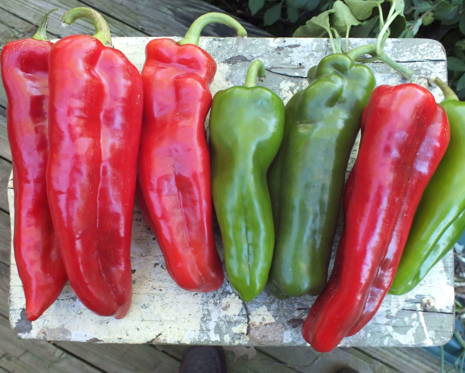 Sweet Delilah Sweet Pepper (Treated Seed) | Seedway