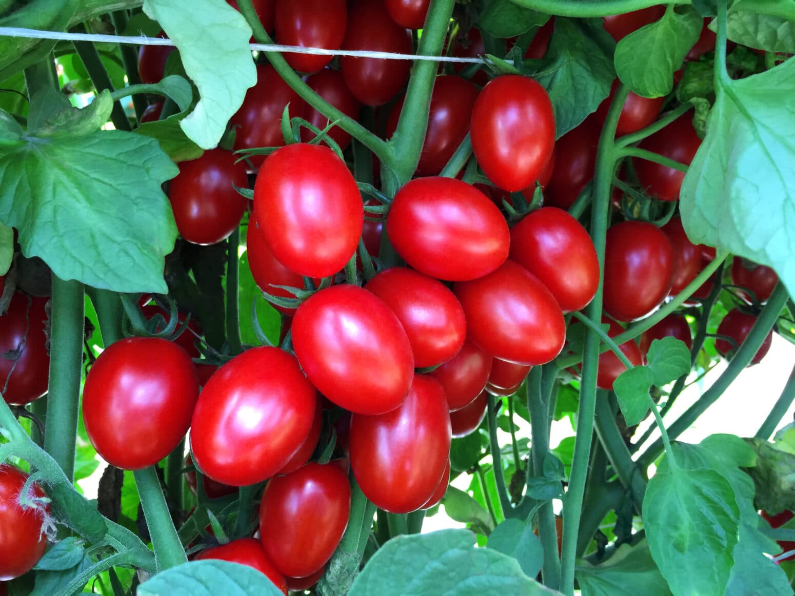 Ruby Crush Tomato (Pelleted) | Seedway