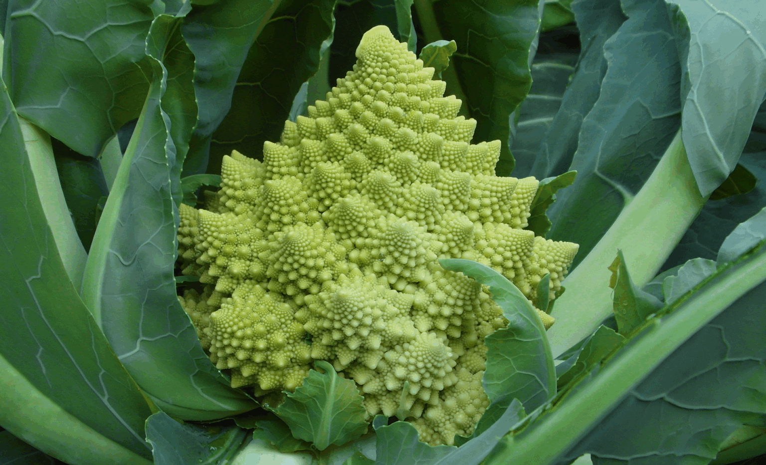 Veronica Cauliflower (Treated Seed) | Seedway
