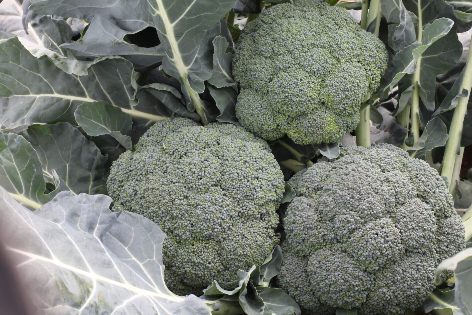 Avenger Broccoli (Treated Seed) | Seedway