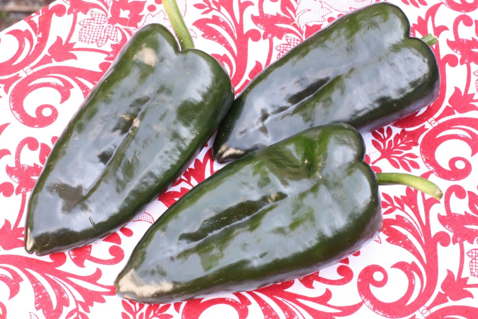 Baron Poblano Pepper (Not Treated) | Seedway