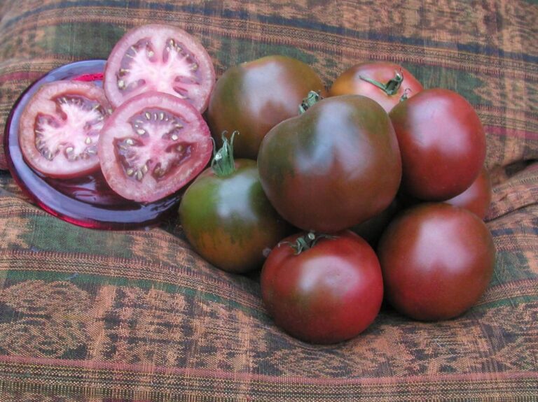 Black Velvet Tomato (Treated Seed) | Seedway