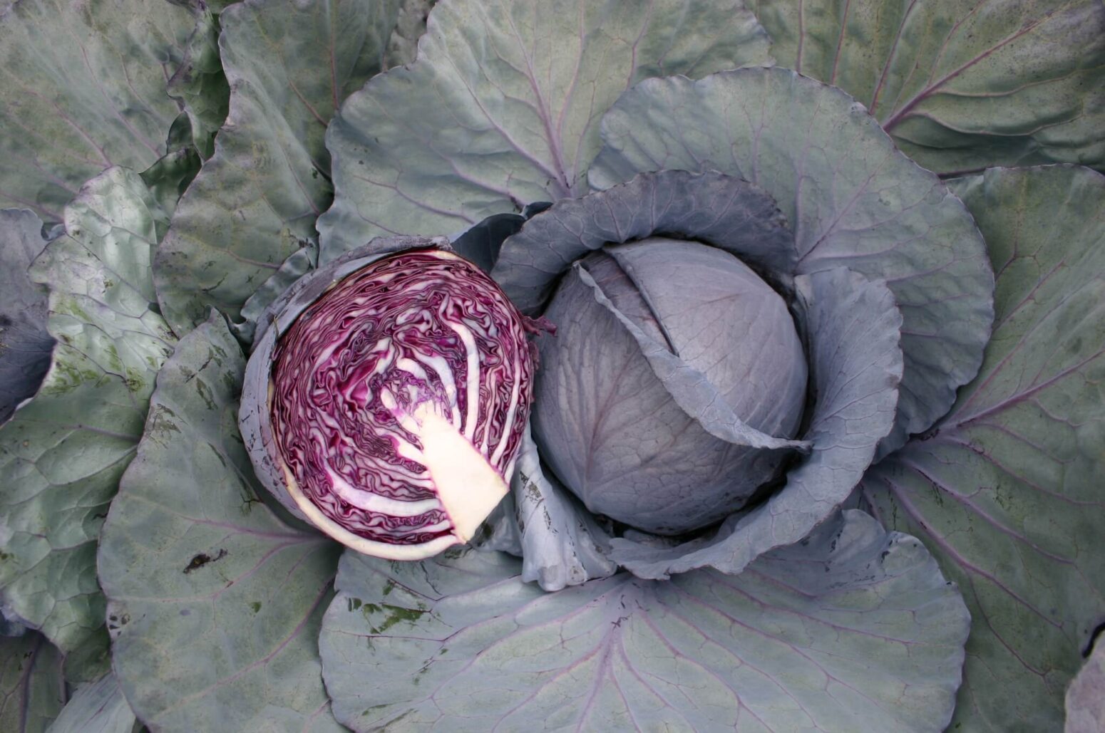 Cairo Cabbage (Treated Seed) | Seedway