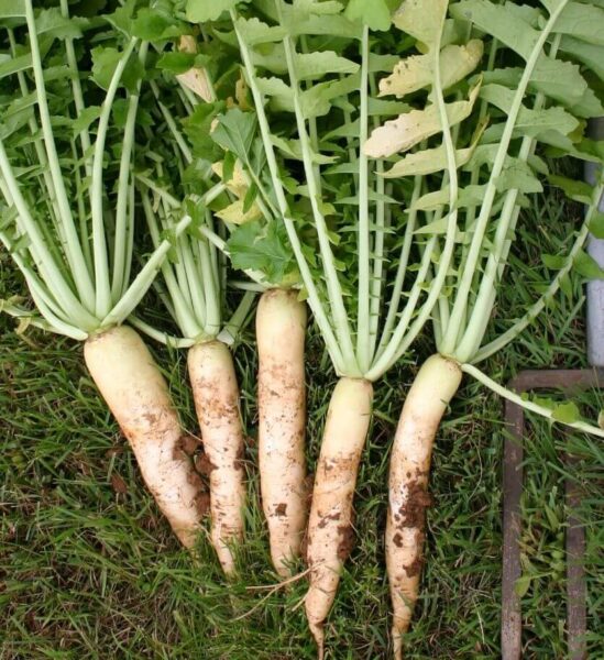 China White Winter Radish (Not Treated) | Seedway