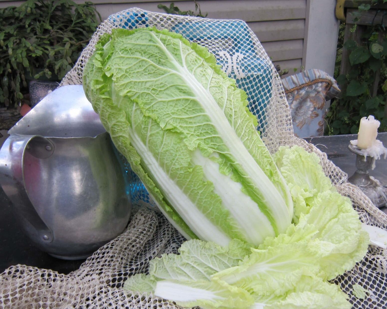 Emiko Chinese Cabbage (Organic) | Seedway