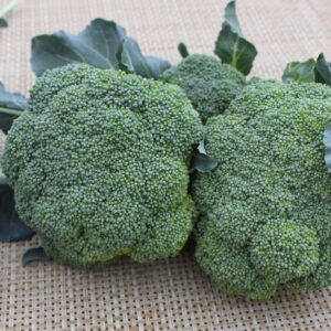 Green Gold Broccoli (Treated Seed) | Seedway