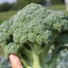 Imperial Broccoli (Treated Seed) | Seedway