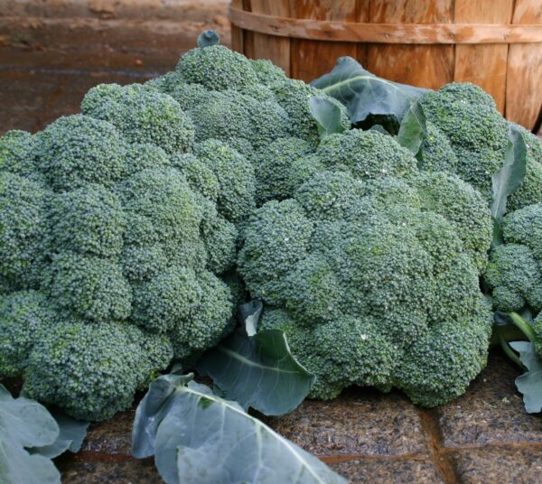 Imperial Broccoli (Not Treated) | Seedway