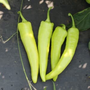 Inferno Banana Pepper (Treated Seed) | Seedway