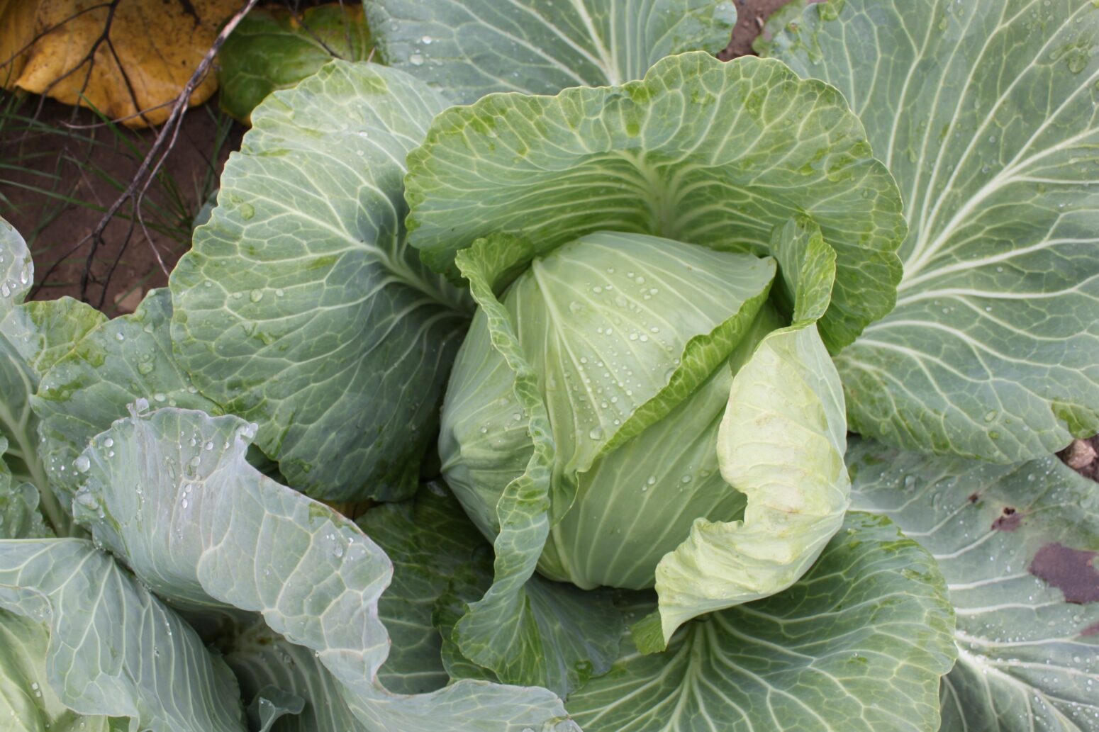 Late Flat Dutch Cabbage (Not Treated) | Seedway