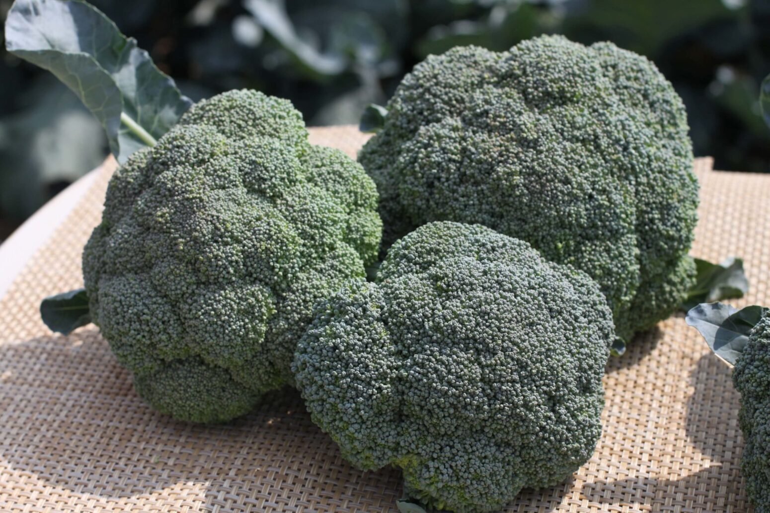 Lieutenant Broccoli (Not Treated) | Seedway