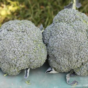 Lieutenant Broccoli (Not Treated) | Seedway