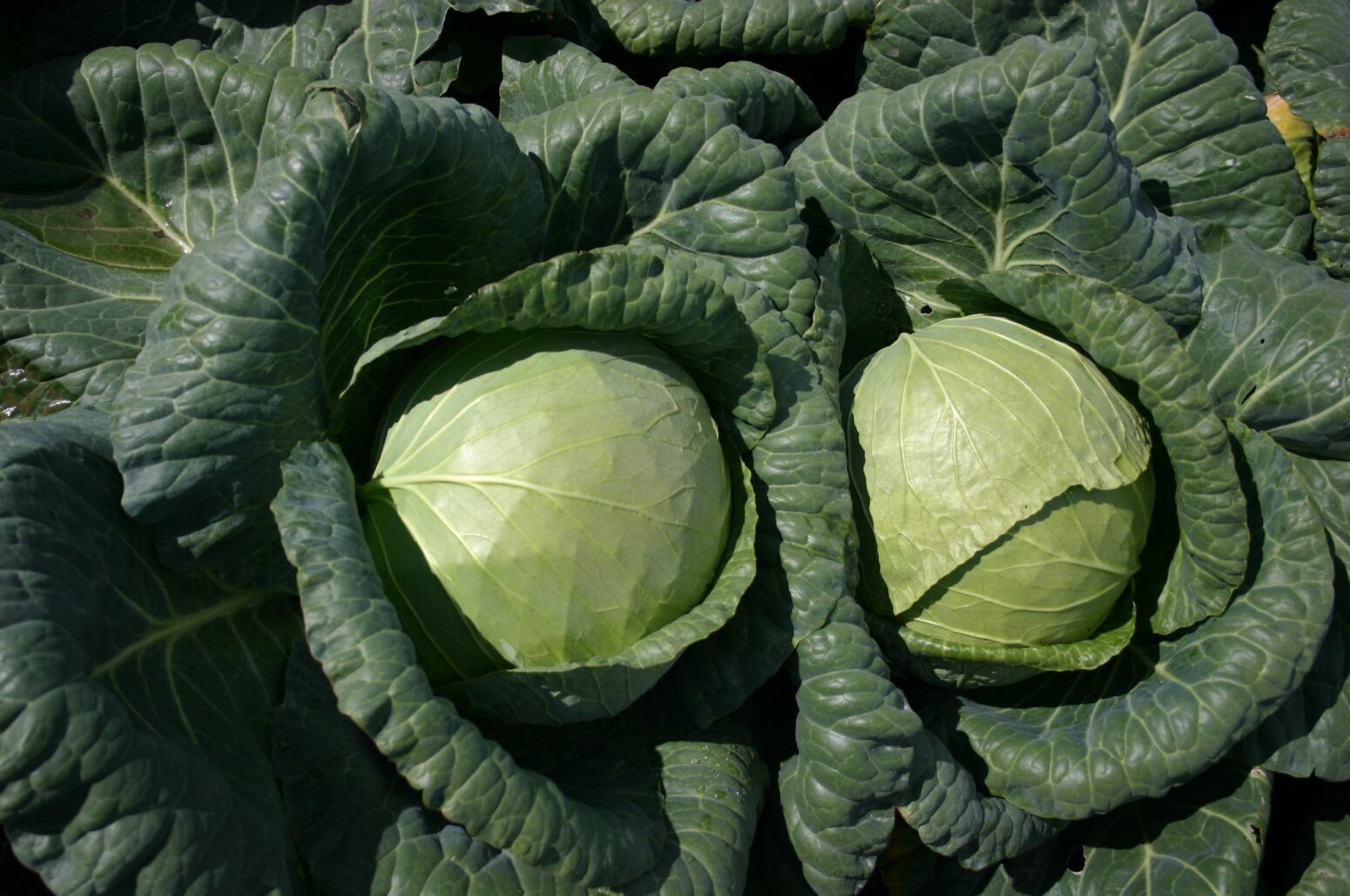 Padoc Cabbage (Not Treated) | Seedway