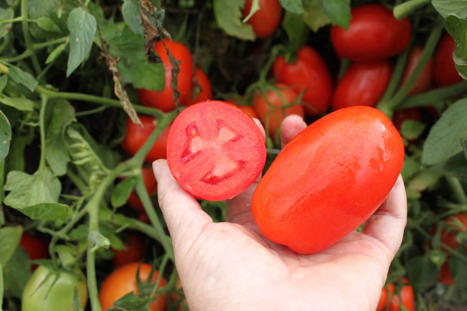 Plum Regal Tomato (Pelleted) | Seedway