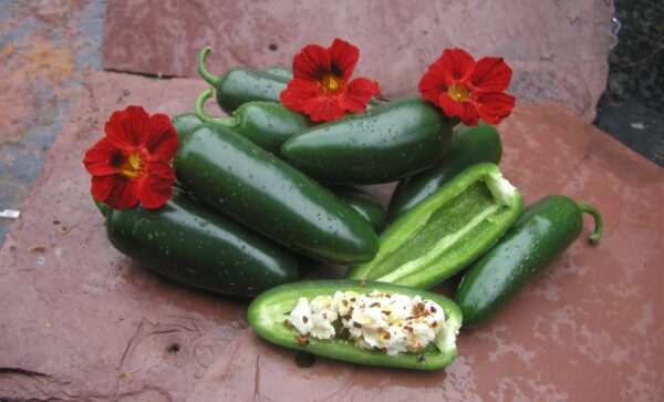 Rayo Jalapeno Pepper | Seedway