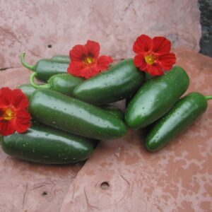 Rayo Jalapeno Pepper | Seedway