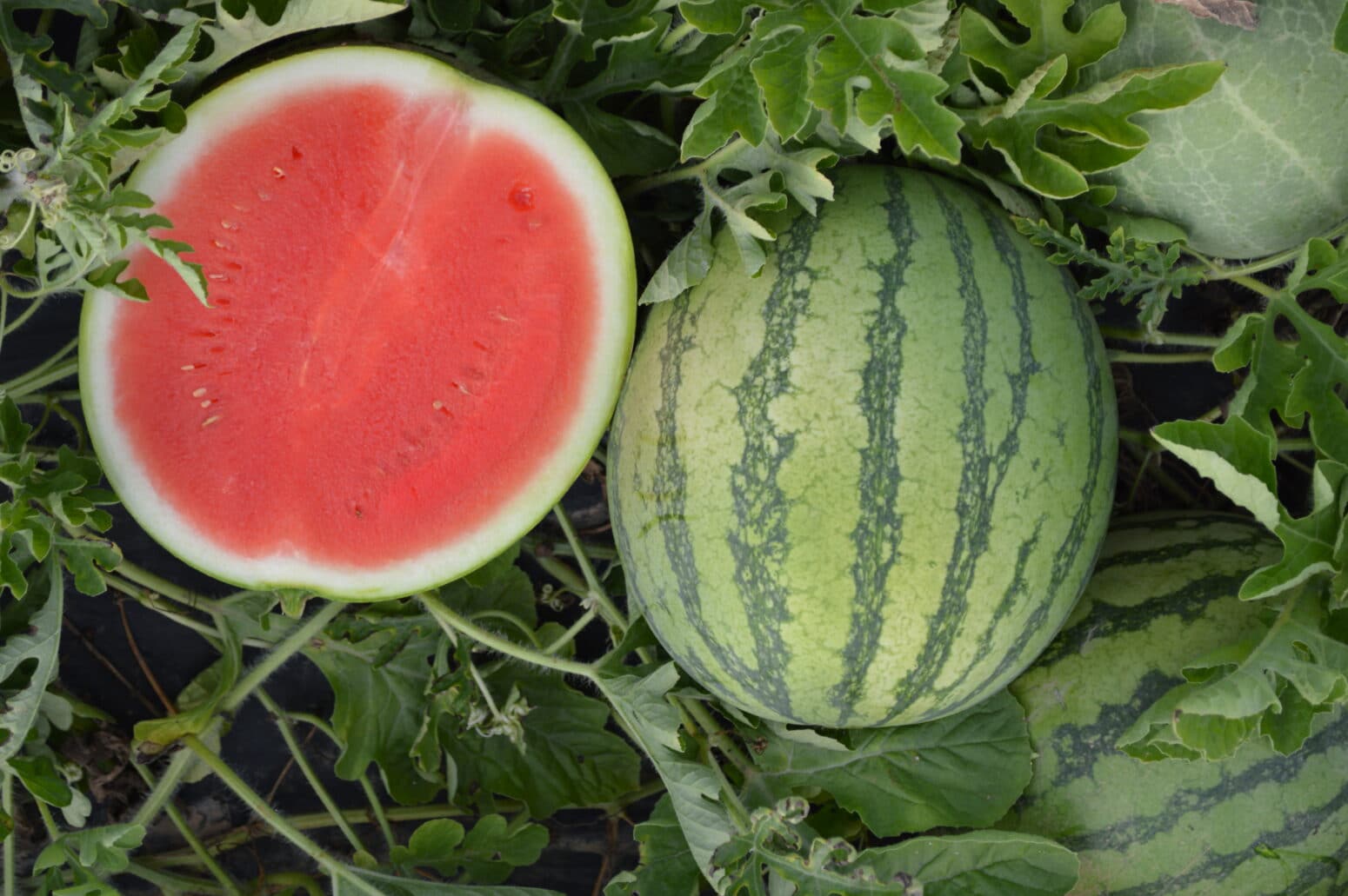 Skyline Watermelon (Treated Seed) | Seedway