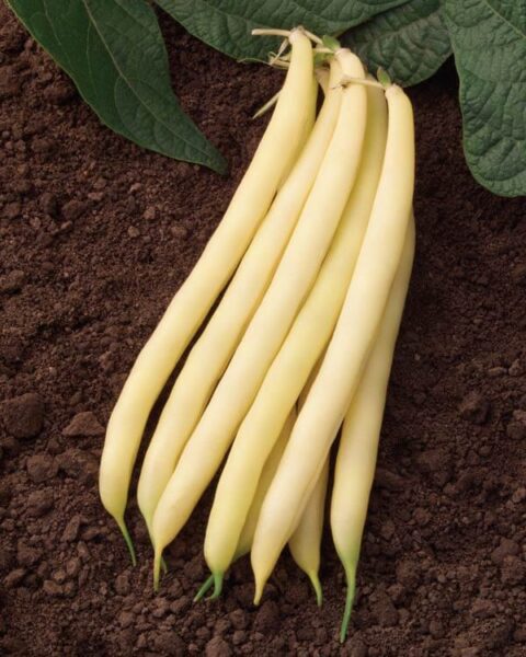 Goldmine Yellow Pod Bush Bean (Cruiser Treated Seed) | Seedway