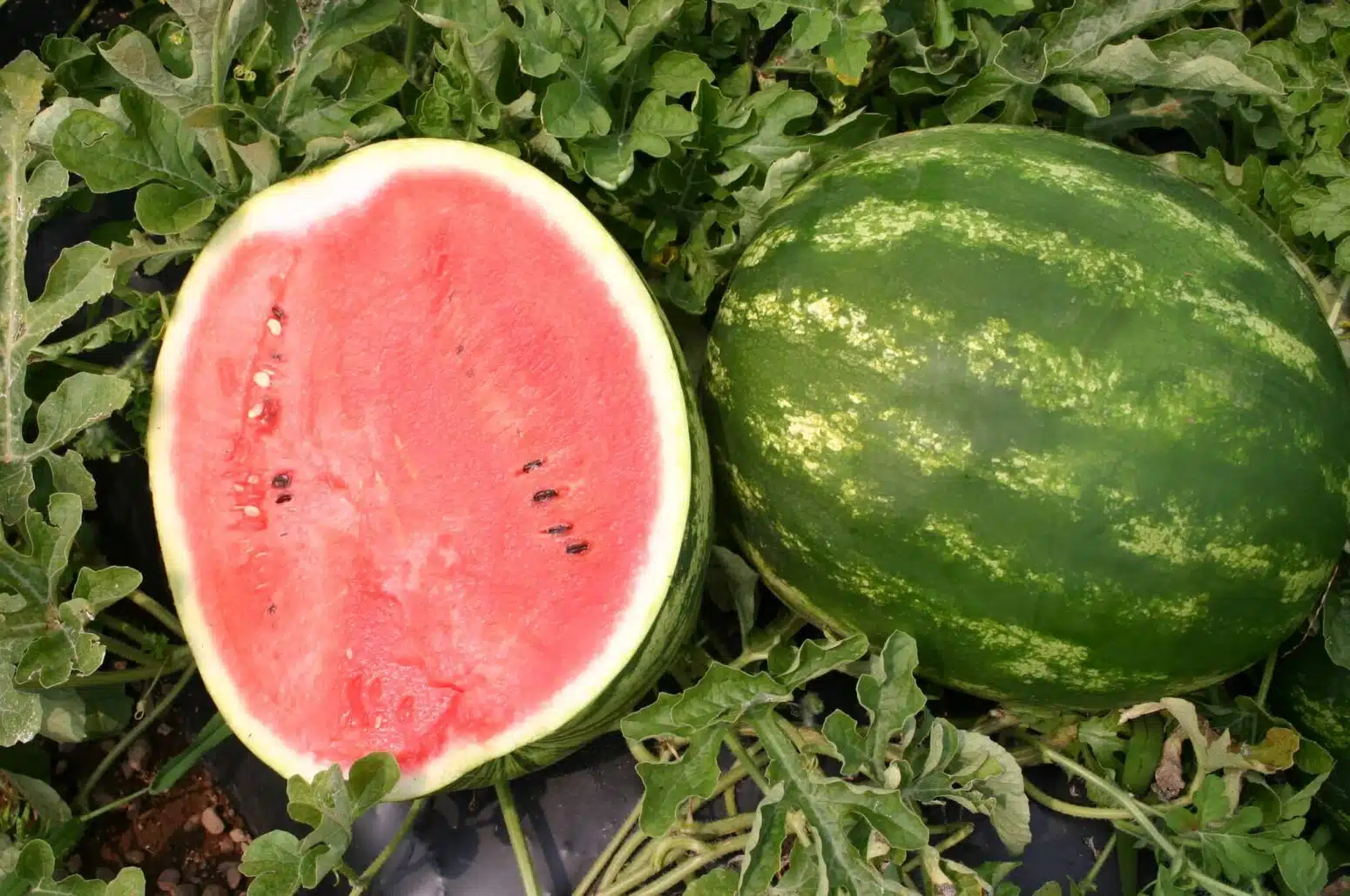 Topgun Watermelon (Not Treated) | Seedway