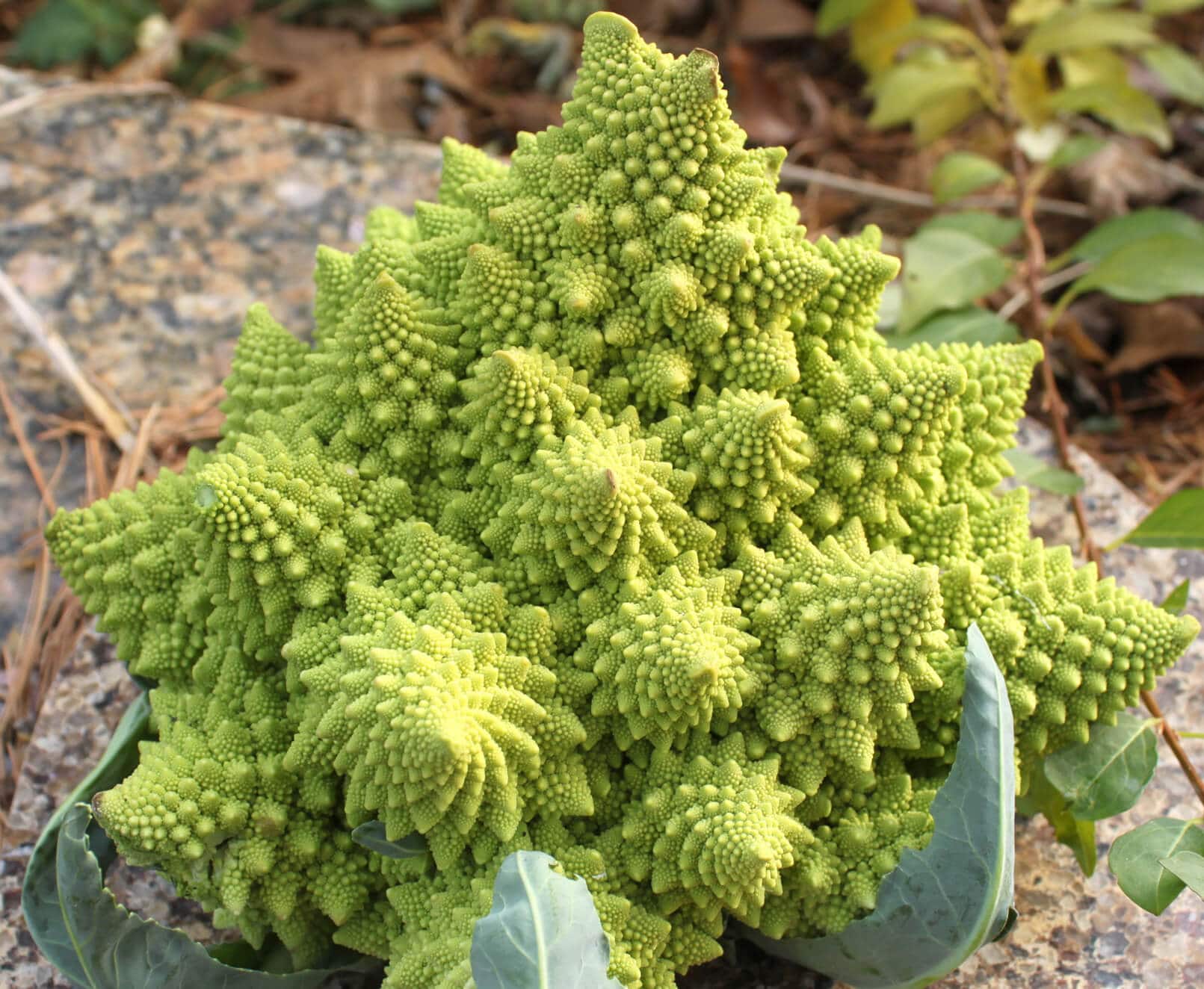 Veronica Cauliflower (Organic) | Seedway