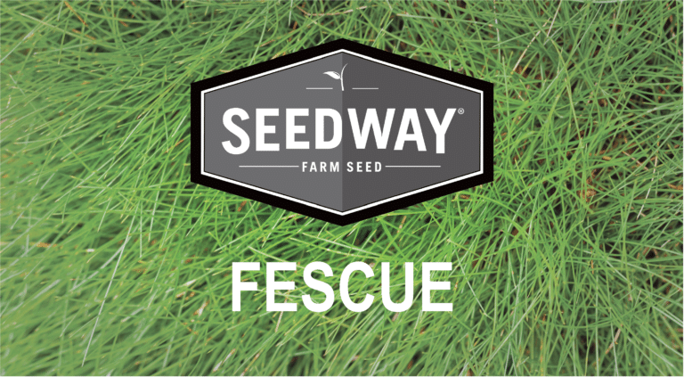 Swaj Soft Leaf Tall Fescue | Seedway