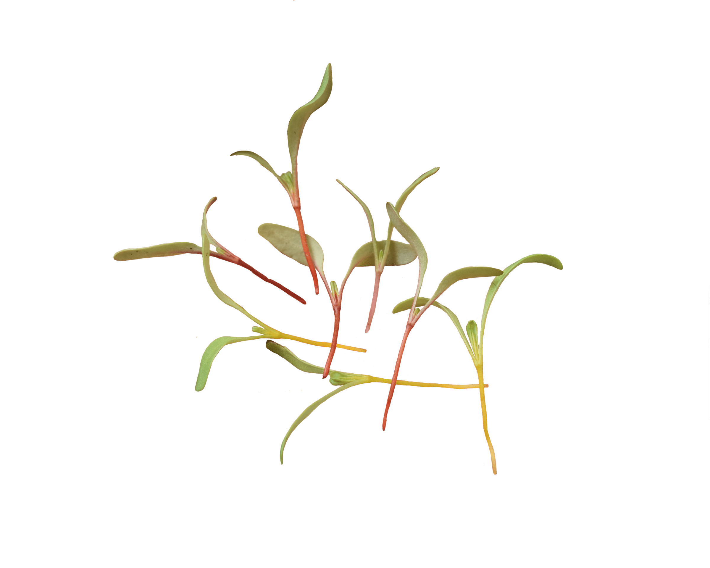 Celebration Swiss Chard (Not Treated) | Seedway