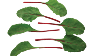 Fire Fresh Swiss Chard (Not Treated) | Seedway